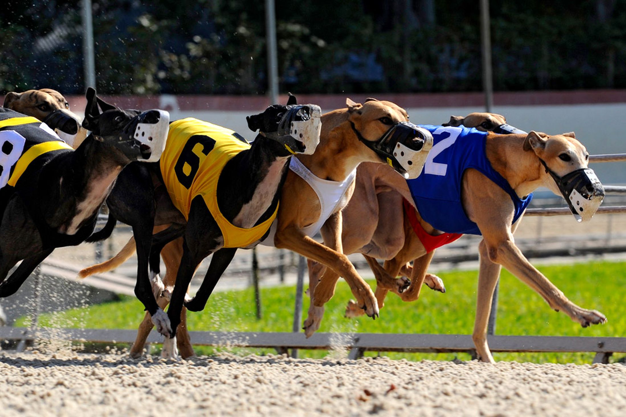Dog Racing Could Be Coming To An End In This State Three Million Dogs