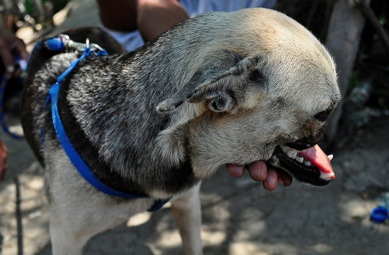 Kabang, Hero Dog Who Lost Her Snout Saving Two Girls, To Be Treated In ...