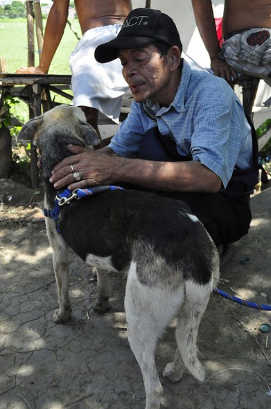 Kabang, Hero Dog Who Lost Her Snout Saving Two Girls, To Be Treated In ...